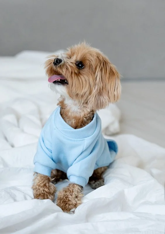Pure - baby blue dog hoodie - Mosquito